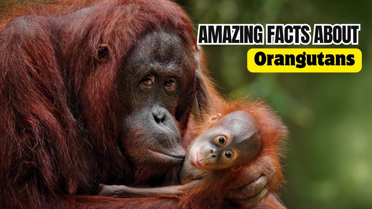 20 Mind-Blowing Facts About Orangutans You NEED to Know! 🦧 | Wildlife ...