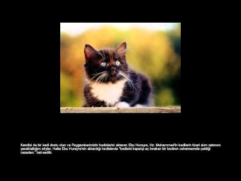 İSLAM'DA ÖZEL BİR HAYVAN: KEDİ