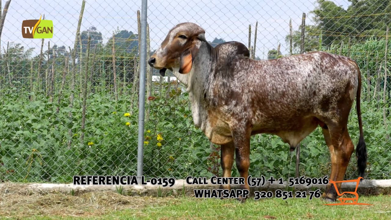 2016: TORETE PURO, PESO PROM/ANIMAL 330 KG, EL SANTUARIO, ANTIOQUIA. L ...