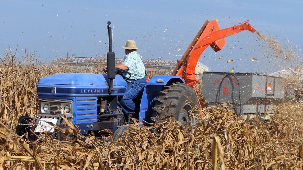 1970 Leyland 344 Diesel in the field Picking Corn w/ 1-row Case Corn ...