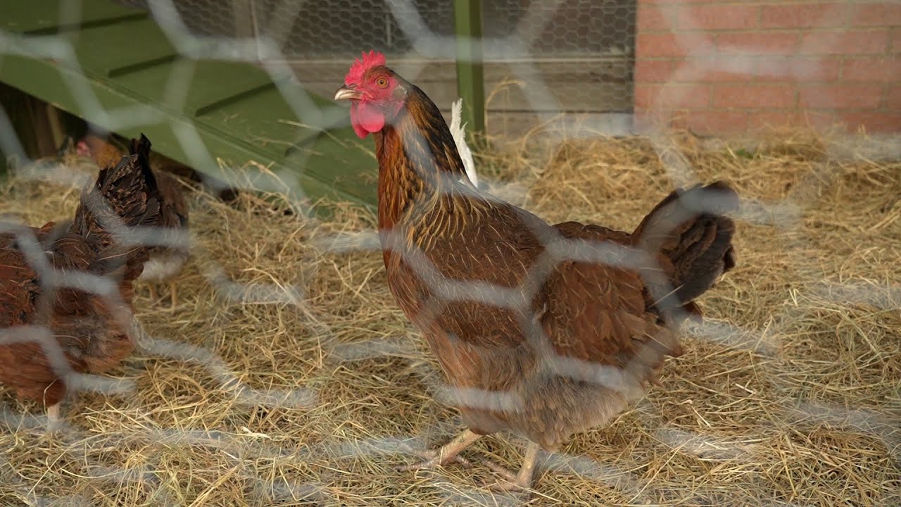 Ross MS Chickens - YouTube