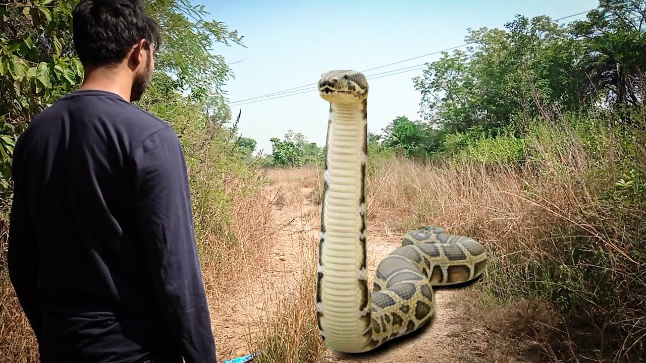 Anaconda Snake 46 | in Real Life HD Video | snake video - YouTube