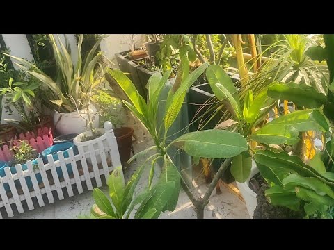 plants ki pattiyan jhulas gai hai garmi Se to meri yah baat zaroor ...