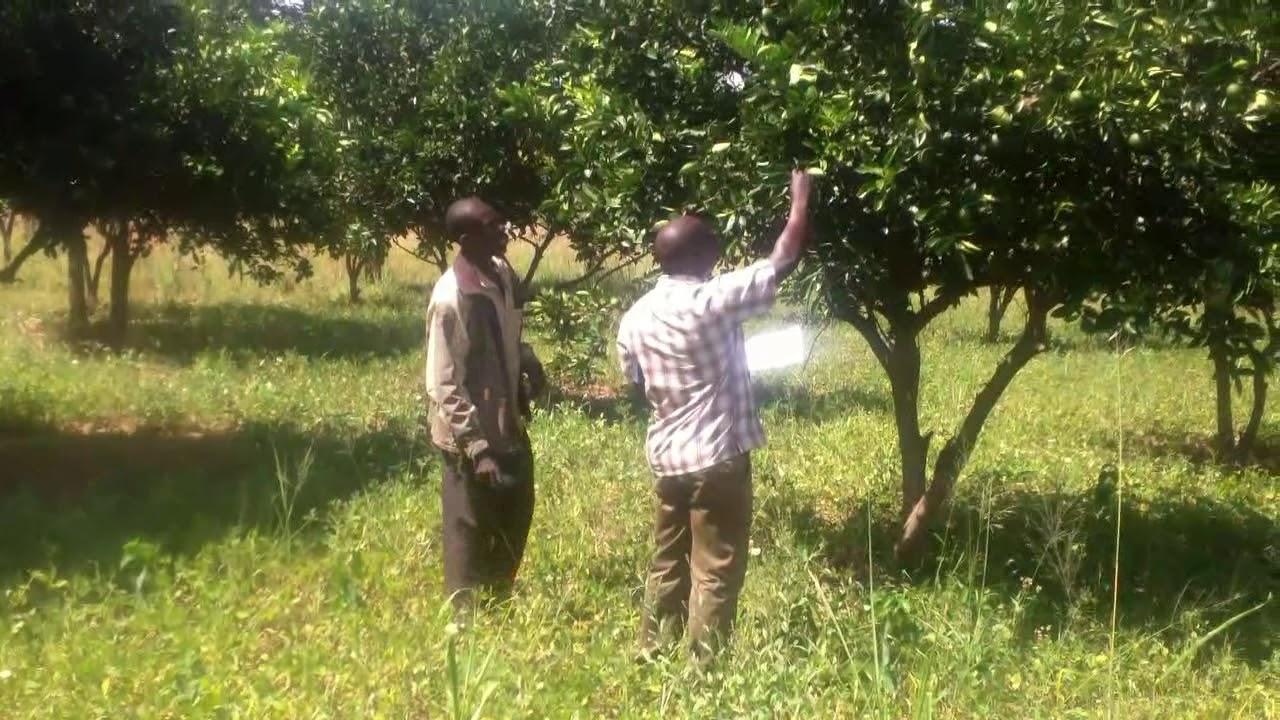 2830 Taungya Agro forestry system - YouTube