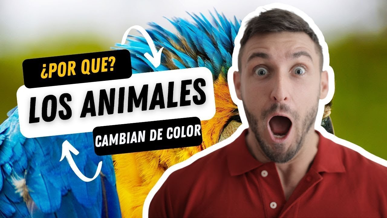 El SECRETO detrás de los COLORES de los animales: ¿Por qué son tan ...