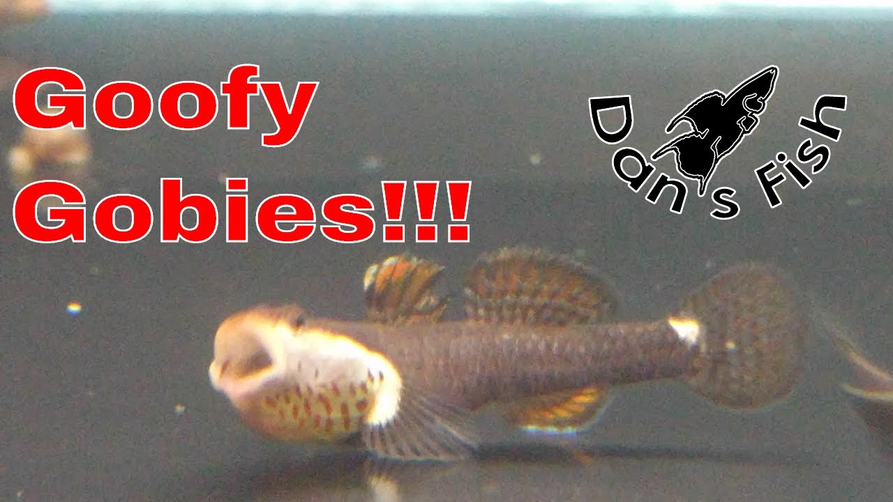 Species Profile: White Cheek Goby - YouTube
