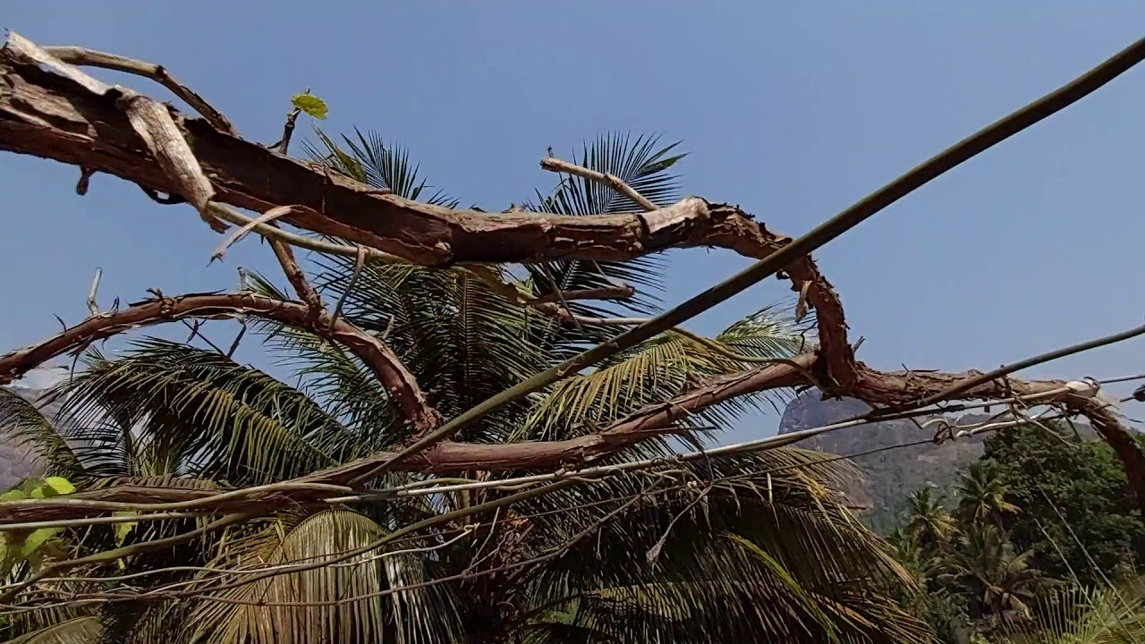 GRAPES IN TERRACE - YouTube