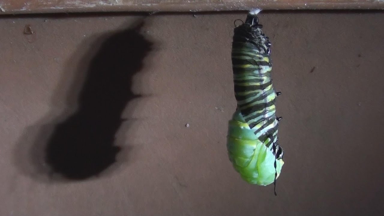 Monarch Butterfly Caterpillar to Chrysalis Transformation - YouTube
