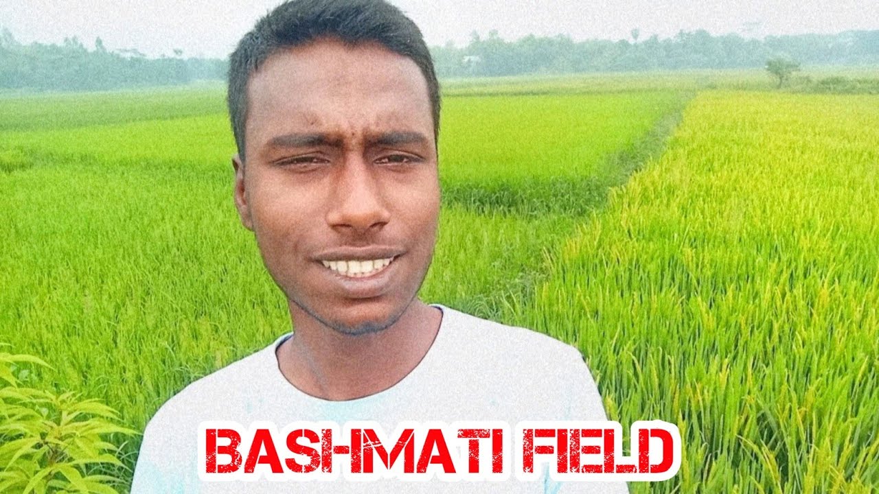 Basmati Paddy in OUR Local Field! | ENGLISH Fluently Master - YouTube
