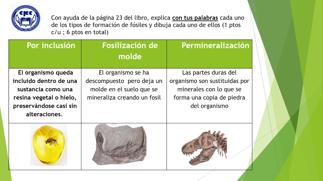 1 medio Retroalimentación Biología Guia N°2 Fósiles - YouTube