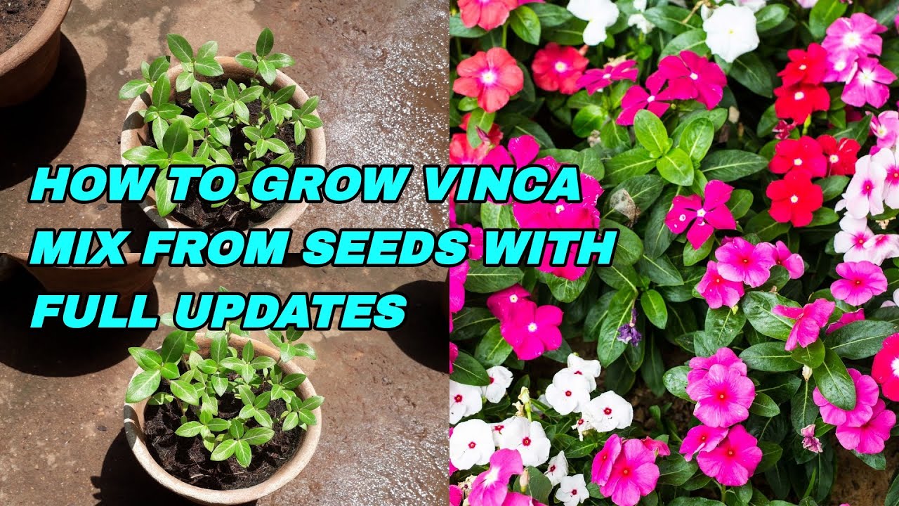 HOW TO GROW VINCA MIX FROM SEEDS WITH FULL UPDATES - YouTube