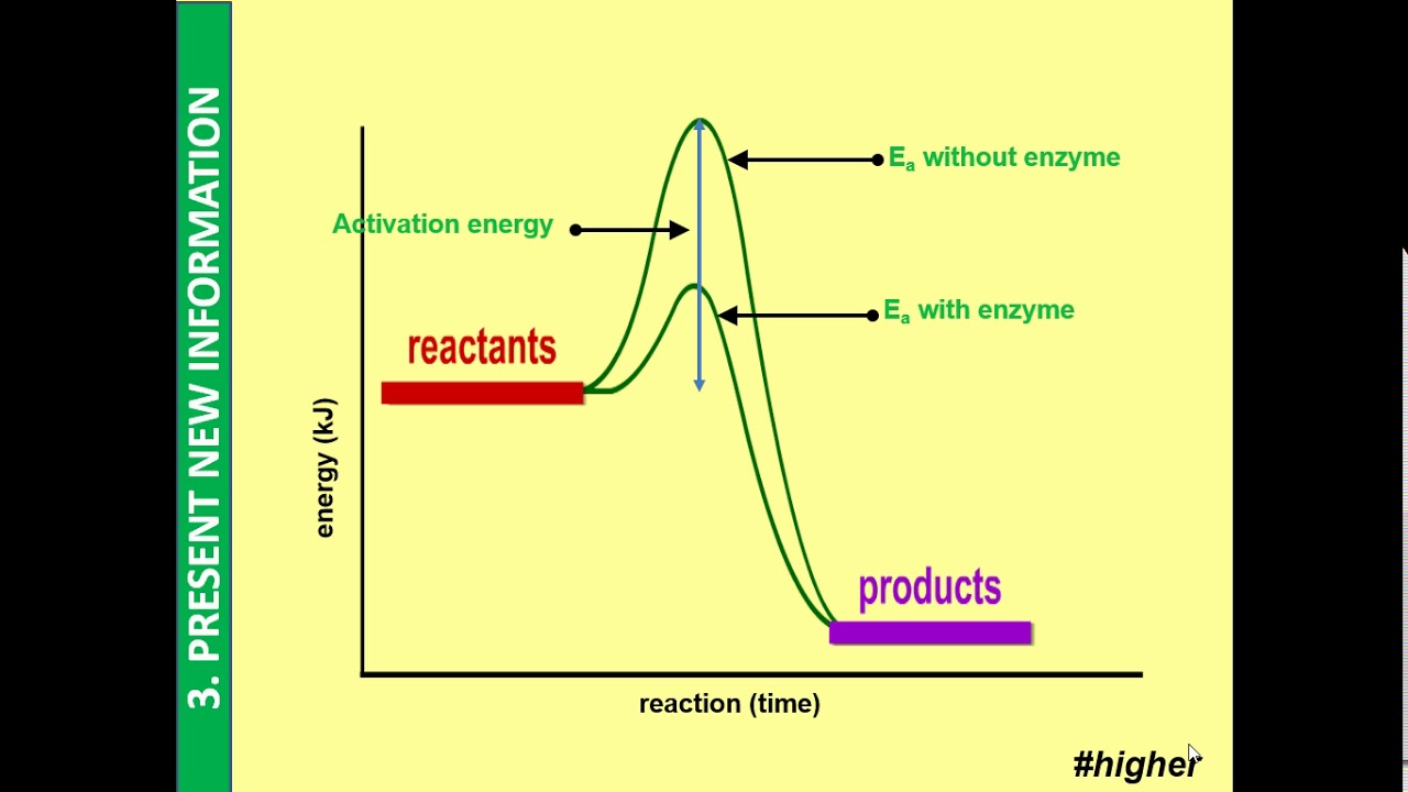 B2 Everything Enzymes REQUIRED PRACTICAL - YouTube
