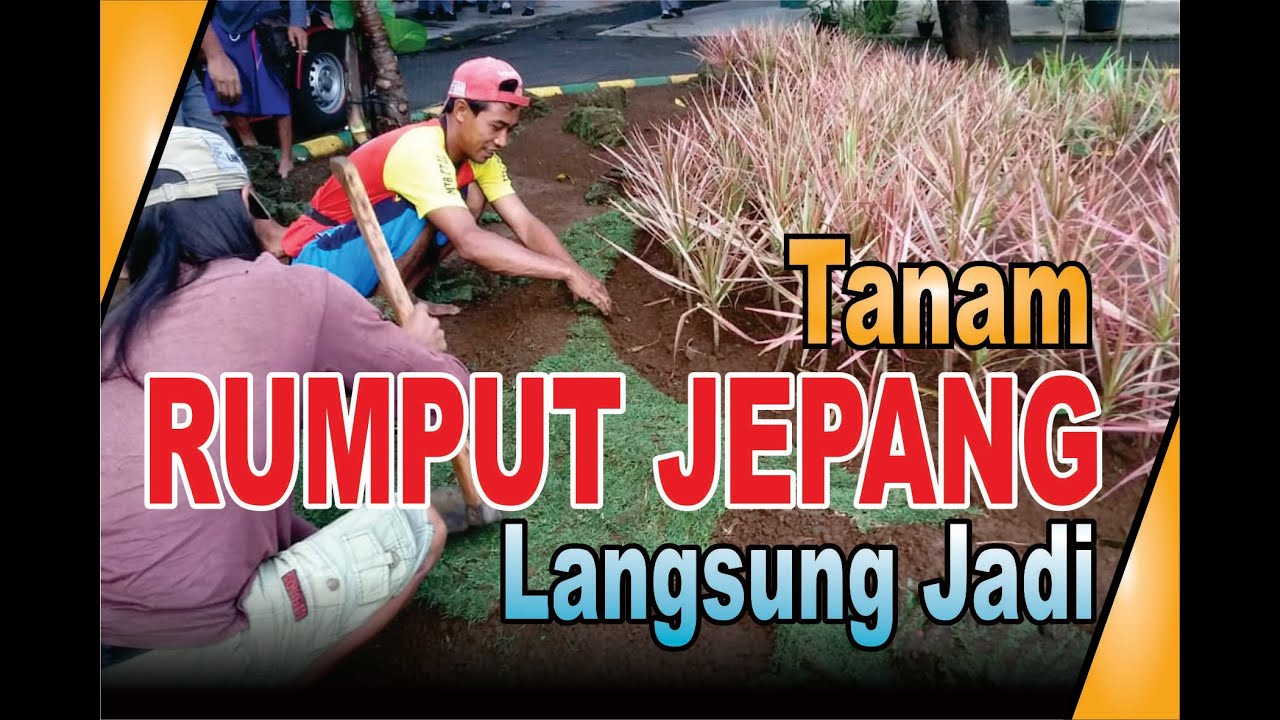 Cara Menanam RUMPUT JEPANG, Langsung JADI - YouTube