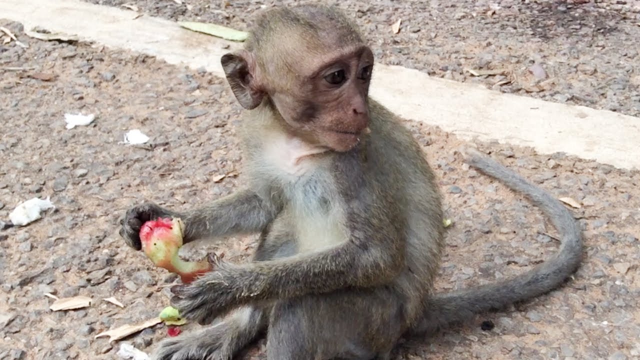 Poor baby monkey scare big monkey grab after getting food - YouTube