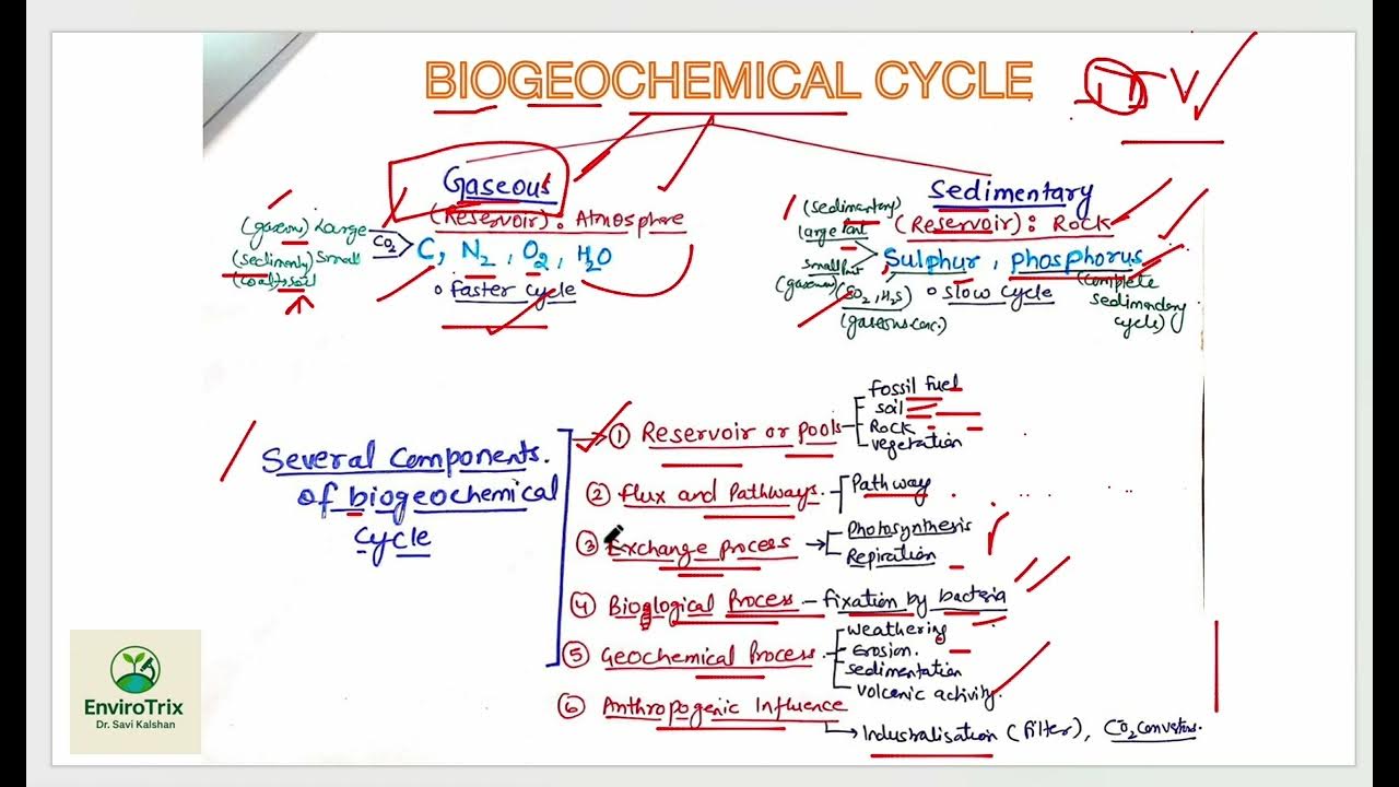 Part 6 Biogeochemical Cycles 🌍 | Carbon, Nitrogen, Phosphorus, Sulphur ...