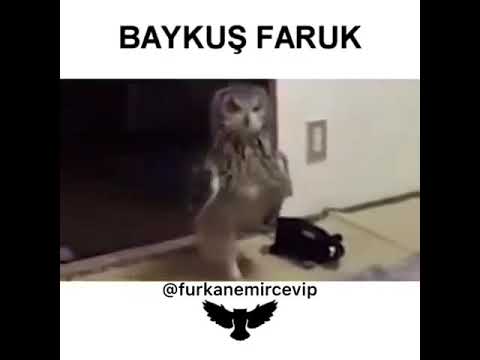 Baykuş faruk gibi olmayınnn!!!!