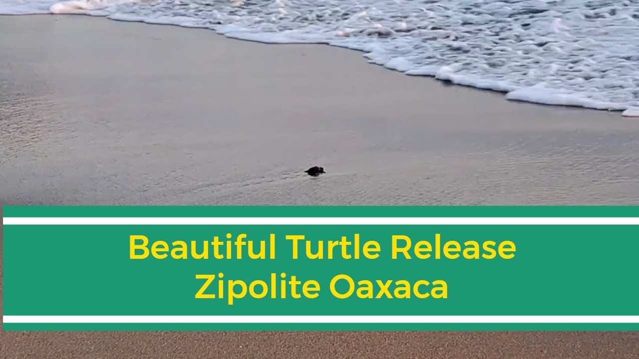 Beautiful Turtle Release | Zipolite, Oaxaca Mexico - YouTube