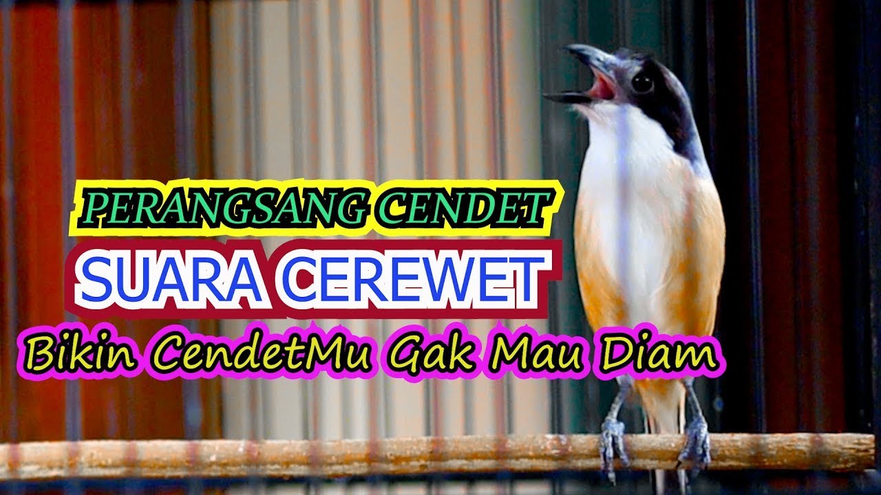 SUARA CENDET FULL ISIAN CEREWET PERANGSANG CENDET BUKA SUARA, BIKIN ...