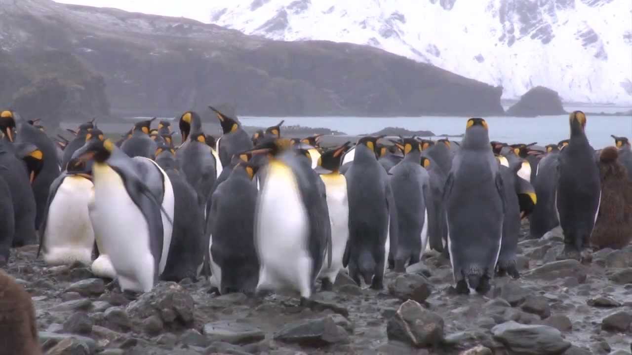 Elysium Epic - Shackleton Antarctic Visual Epic:part 6- Penguin ...