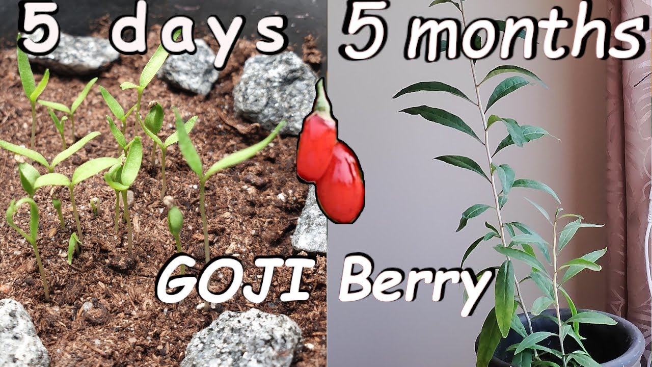 How to grow Goji berry from seed - YouTube