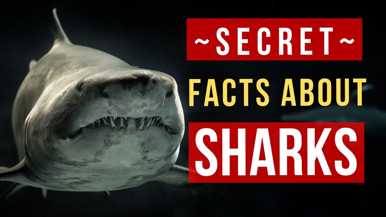 Secret Facts About SHARKS, You Must Know - YouTube