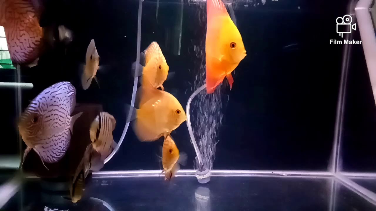 Discus Air Jernih - YouTube