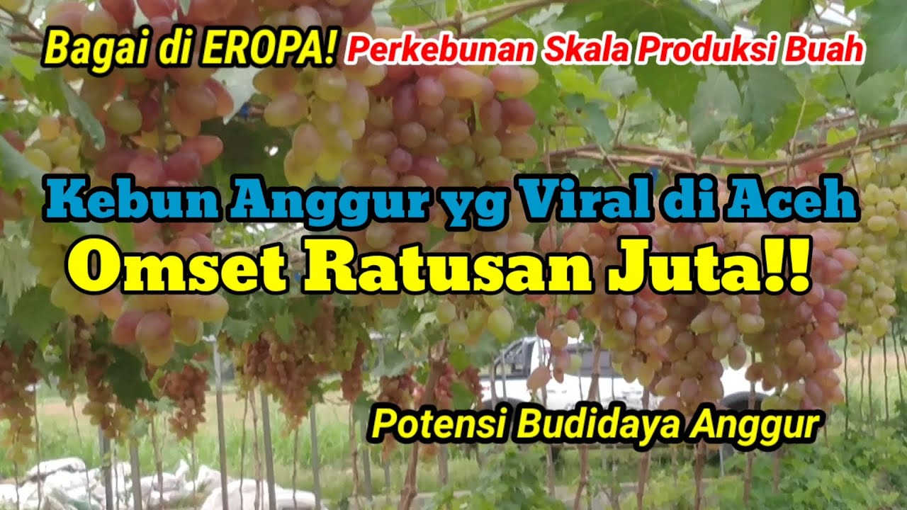 Seperti di Eropa! || Perkebunan Anggur Skala Produksi Buah di Aceh dg ...