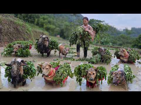 Secrets of highland farming: Using leaves as fertilizer in the fields & A lavish meal for my pets