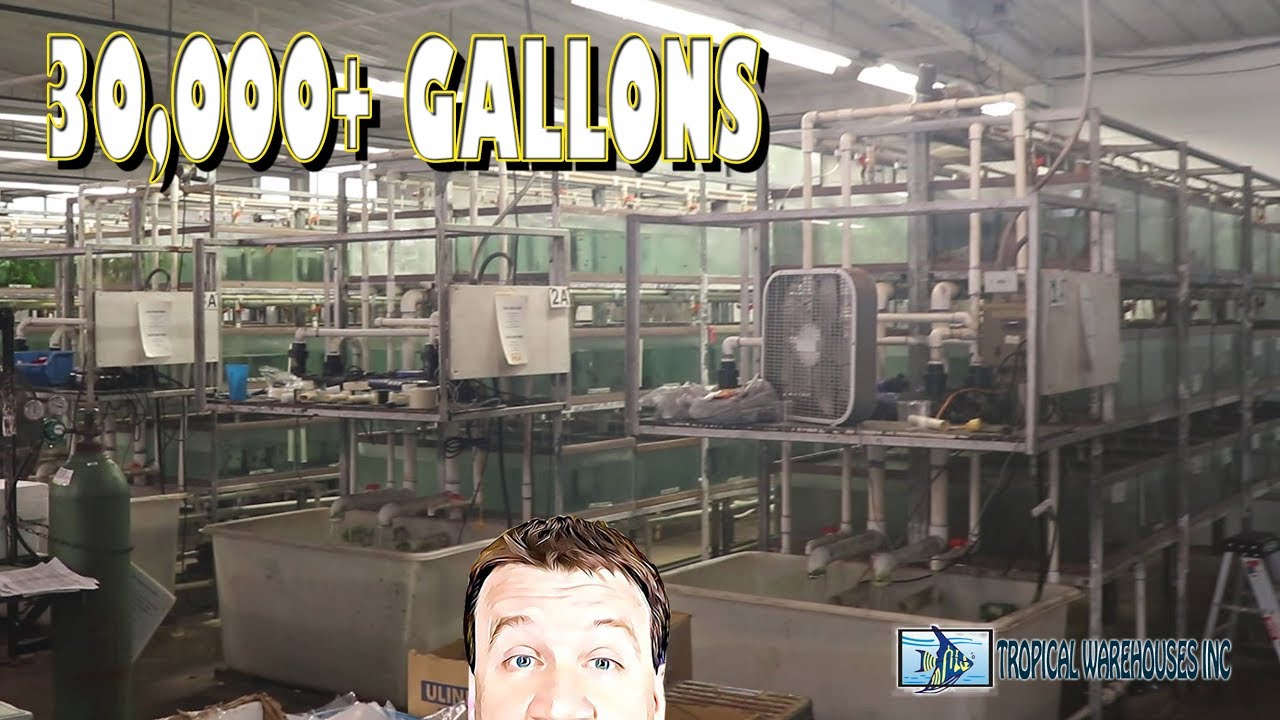 Massive Tropical Fish Wholesaler 700+ Aquariums - YouTube