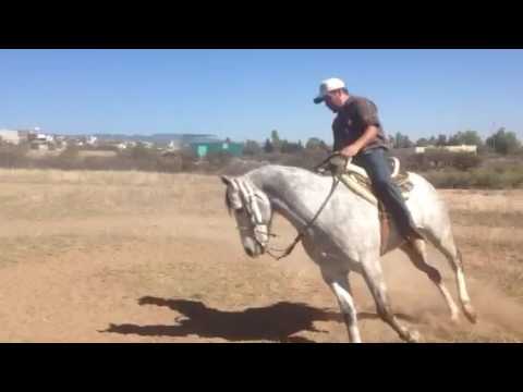 Caballo charro Zacatecas - YouTube