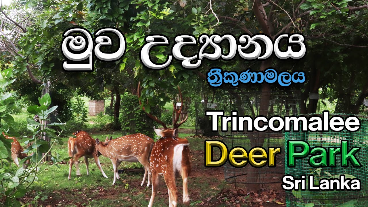 Trincomalee deer park - Sri Lanka මුව උද්‍යානය ත්‍රීකුණාමලය - YouTube