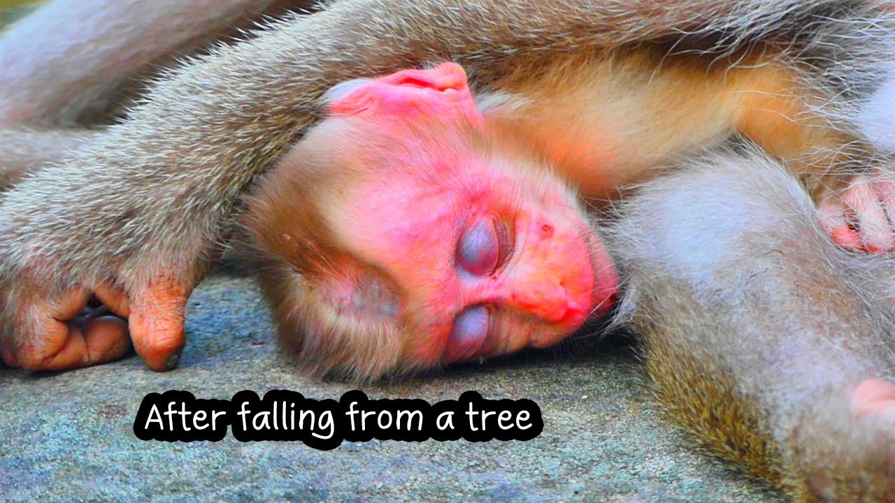 Libby Monkey Cares For Her Adorable Baby Deeply After falling from a ...