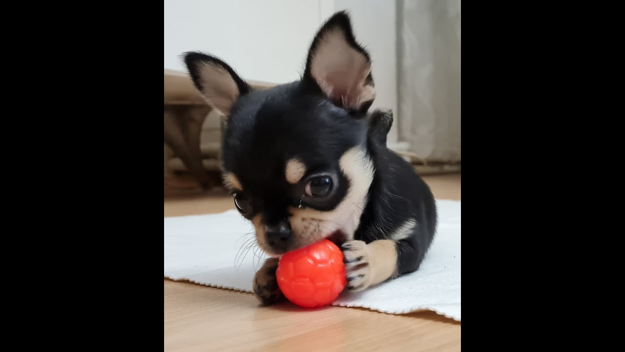 Chihuahua Şivava özellikleri - YouTube