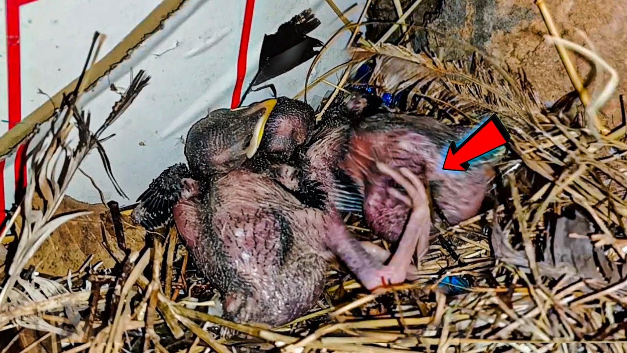 Baby Myna bird is pushing another baby @birdswithme107 - YouTube