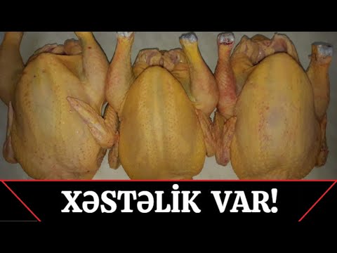 Broyler toyuğu alanlar MÜTLƏQ İZLƏSİN!