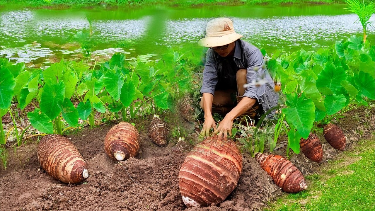 One tuber per meal: Harvest radishes, taro to cook traditional dishes ...