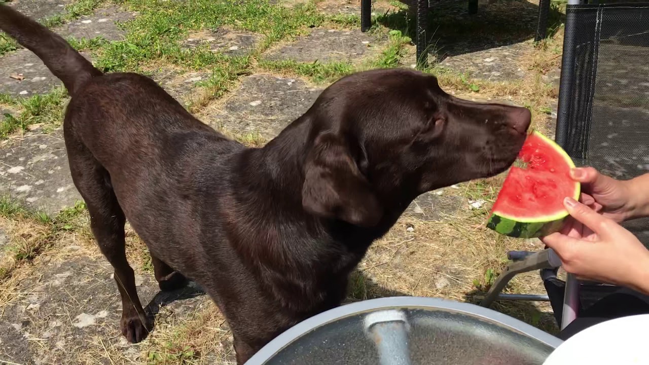 Doggo eating watermelon - YouTube