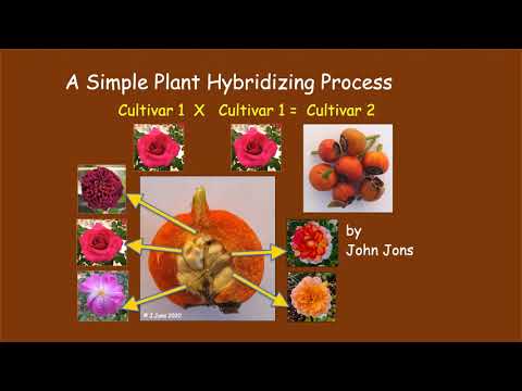 A Simple Plant Hybridization Process - YouTube