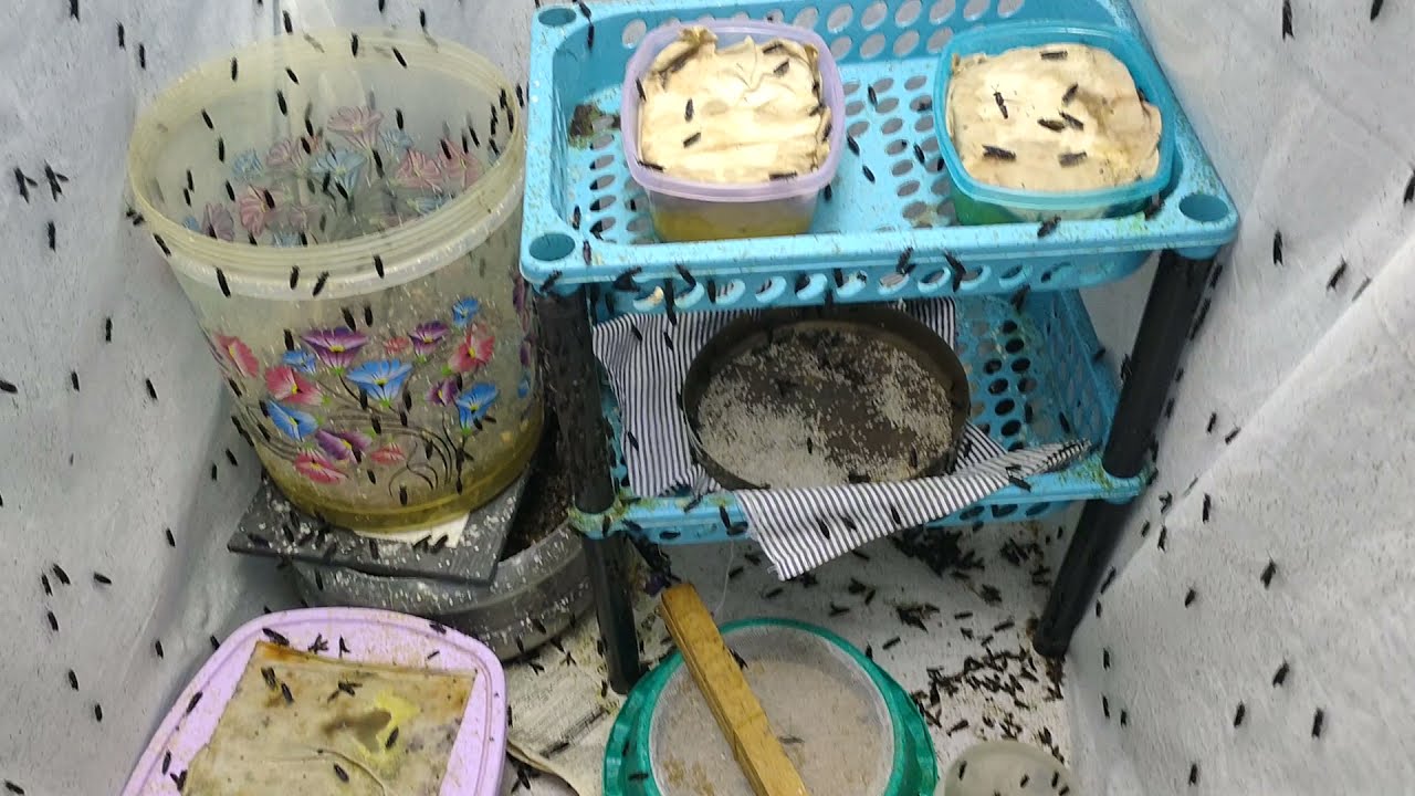 My BSF love Cage ️ - YouTube