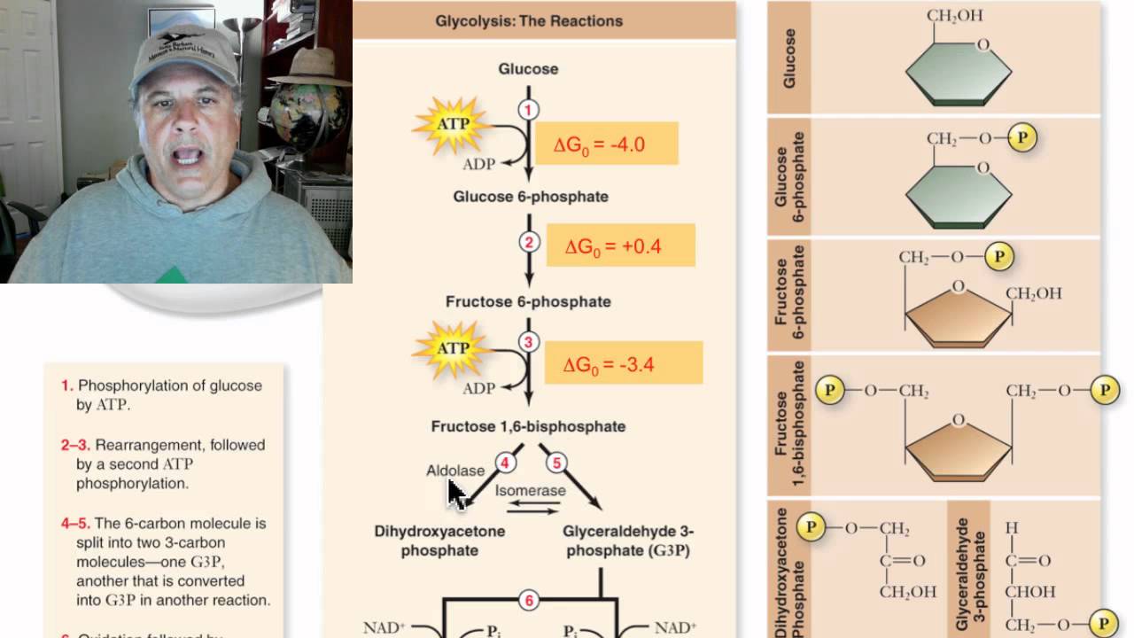 Cinelecture 38 - Glucose Oxidation, Glycolysis I - YouTube