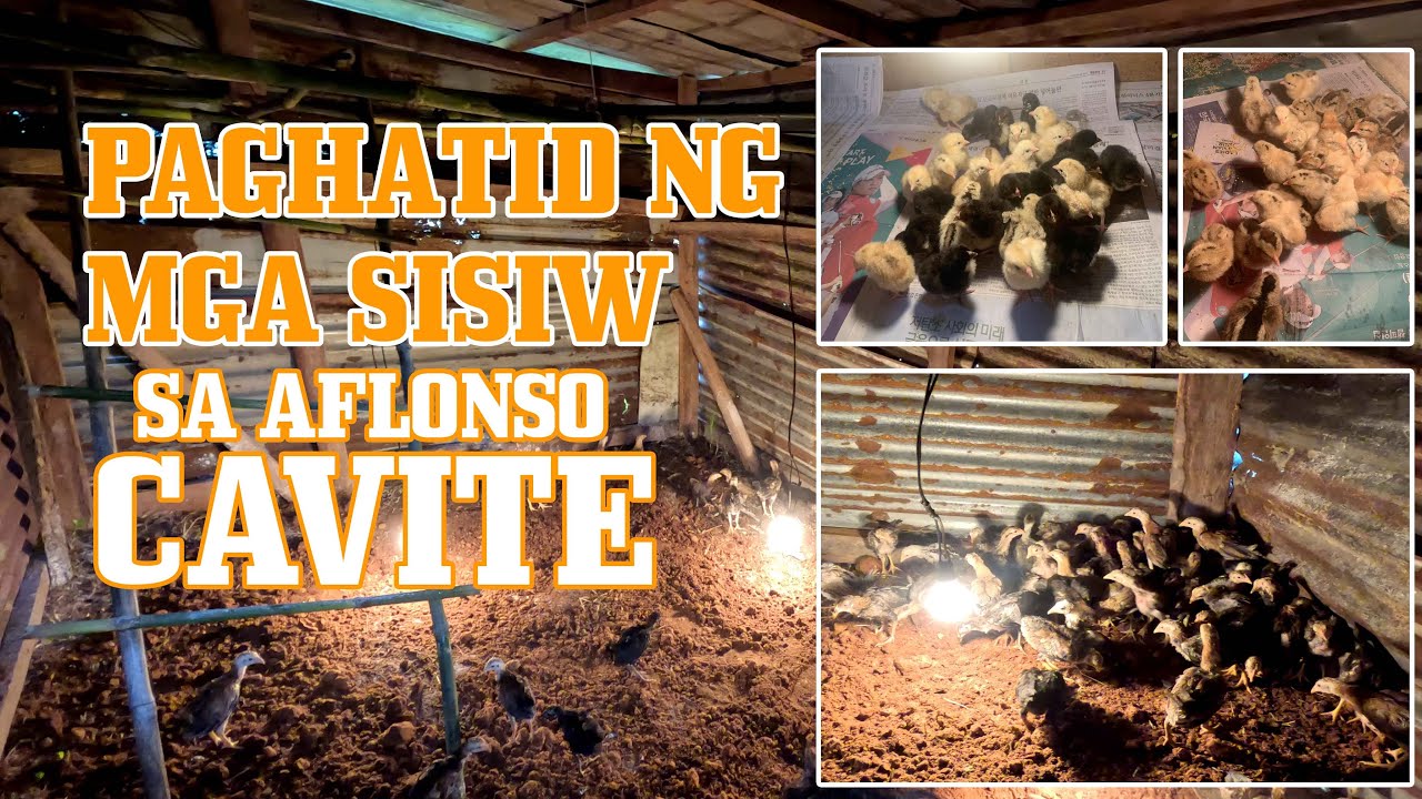 Ang mga sisiw sa aming farm pt1 | EZR Gamefarm - YouTube