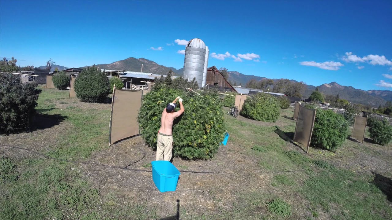 Hemp + Cannabis Flower Harvest, Drying and Processing - YouTube