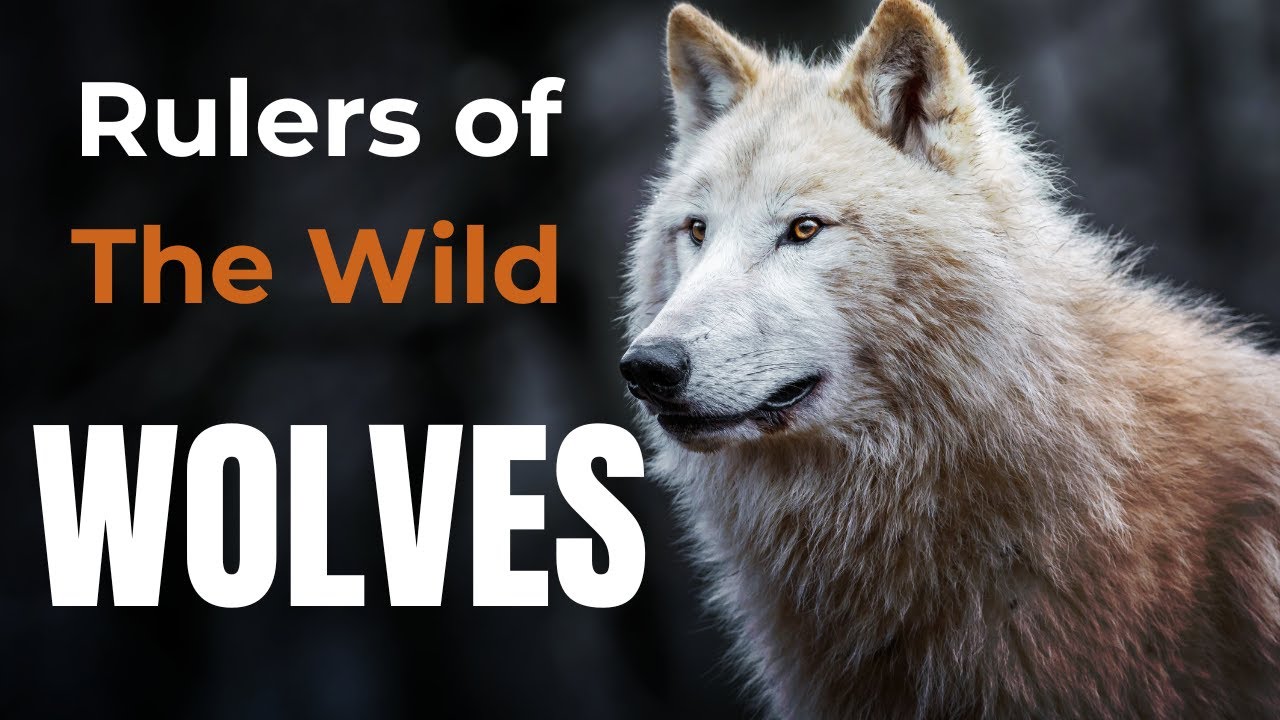 Wolves: Rulers of the Wild | Wildlife Documentary | 4K animal ...