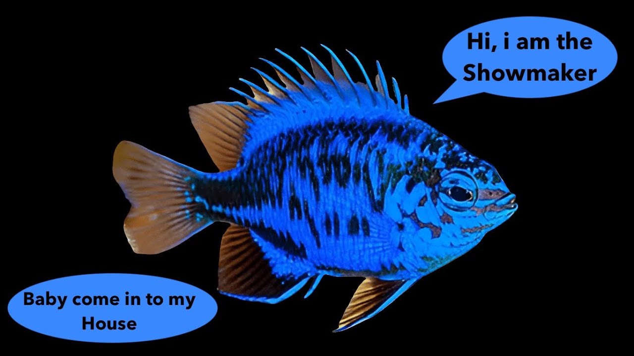 Courtship in Fish - Lady come in to my house.. Reef Tank 4K Quality ...