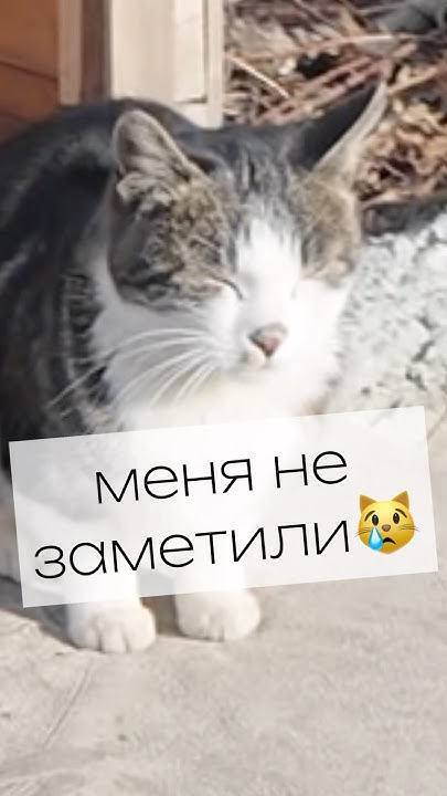 Бездомная кошка Кека Youtube