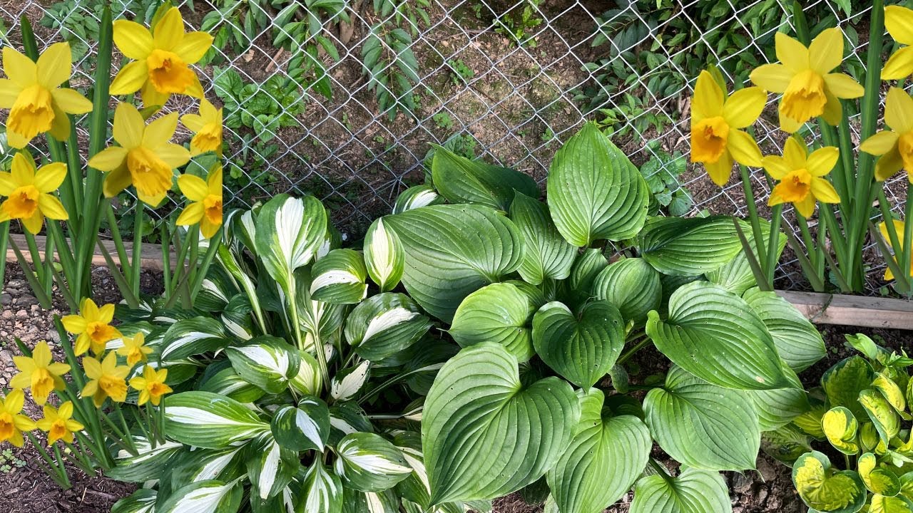 Planting Daffodil Bulbs with Hostas for Beautiful Spring Blooms - YouTube