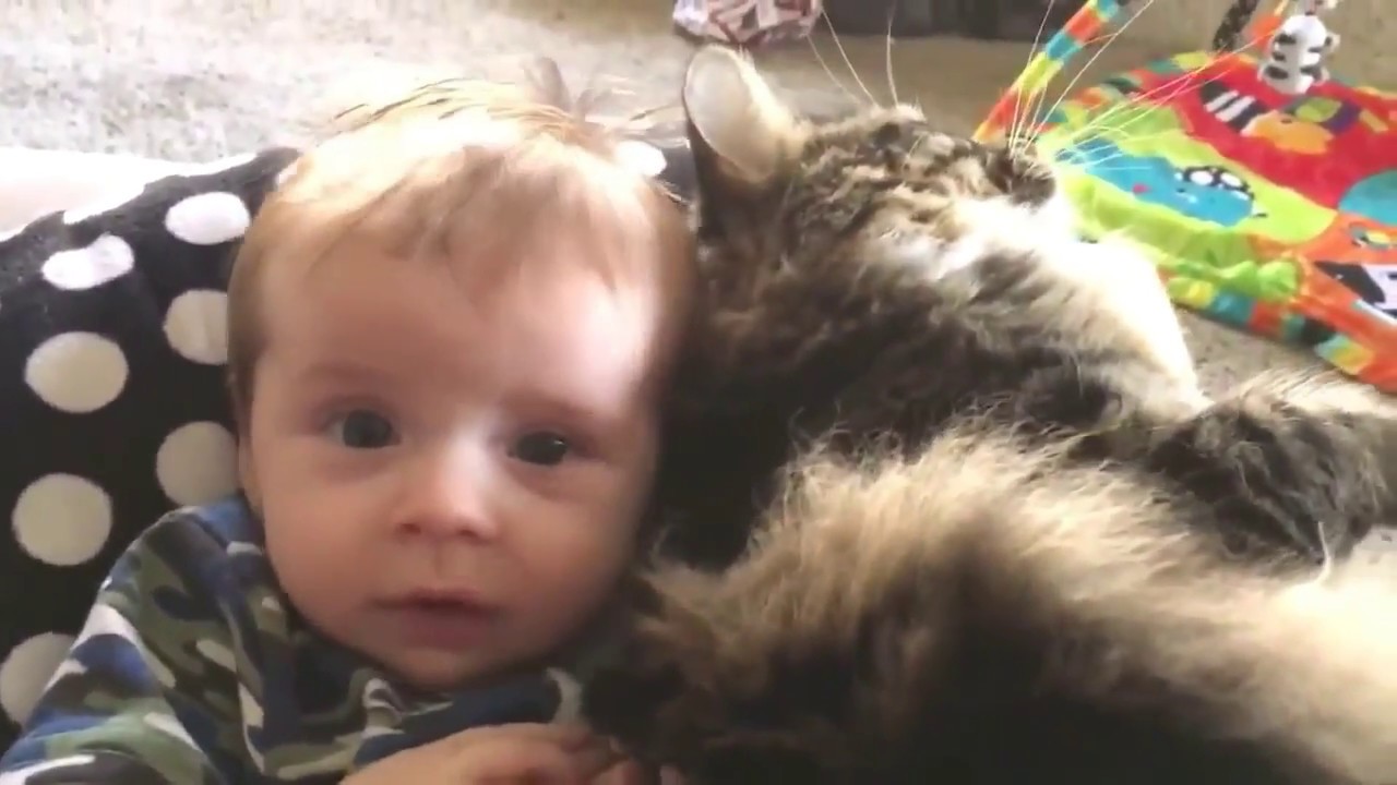 cutest baby and cat lovely moments-- cute cat and baby compilation ...
