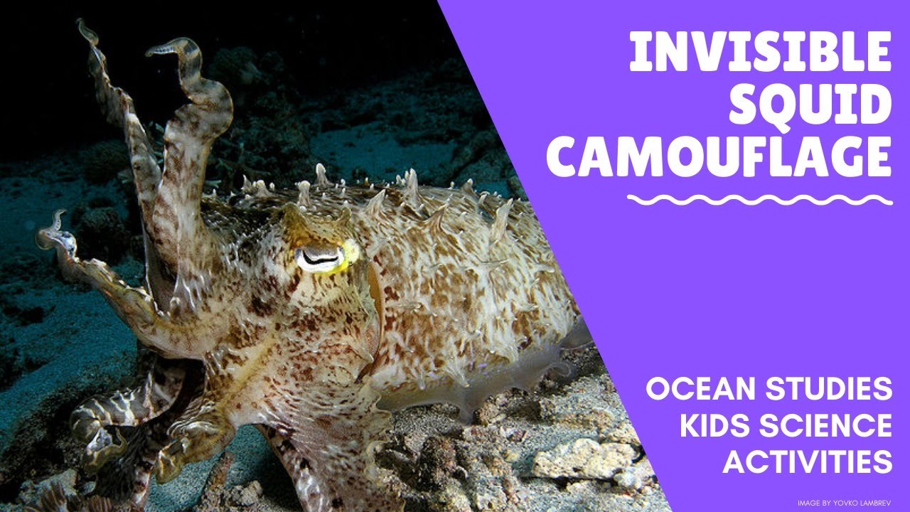 Invisible Camouflaged Squids - Ocean Science Experiments - YouTube