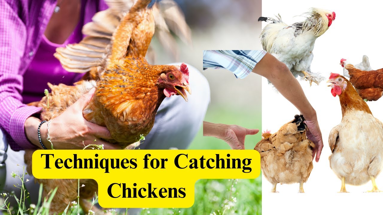 Top Techniques for Catching Chickens on the Farm - YouTube