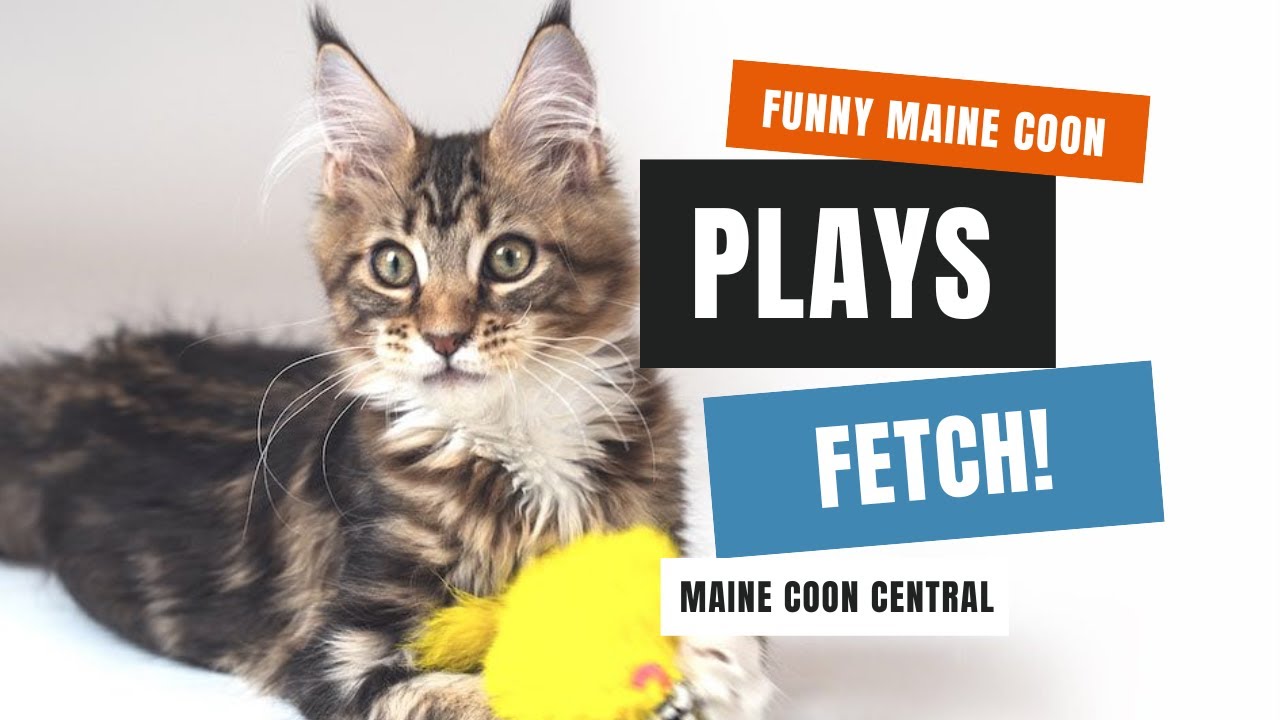 Funny Maine Coon Cat Dog - DRIFTING! - YouTube